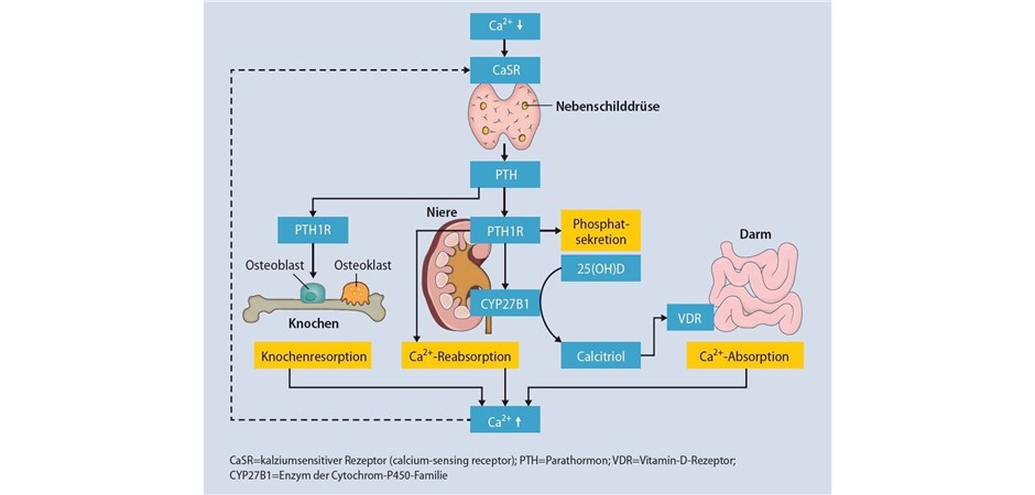 Herausforderungen, Therapieziele und -optionen bei Parathormon-Mangel