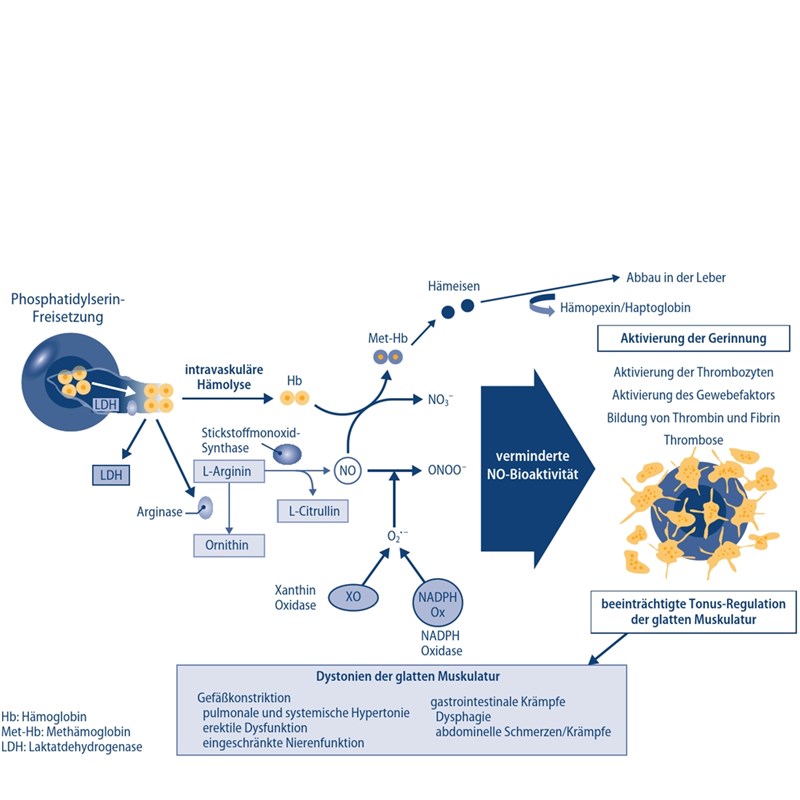 Leitliniengerechte Diagnostik und Therapie