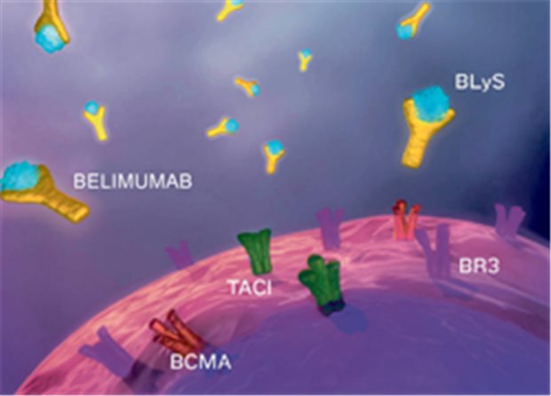 Benlysta® lindert den Lupus erythematodes