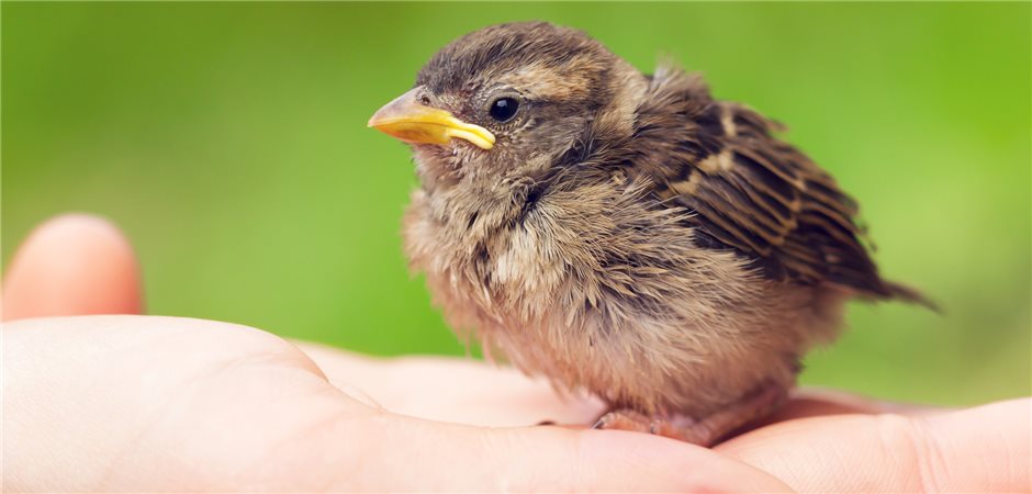 TI 2023: Besser den KIM-Spatz in der Hand, als die ePA-Taube auf dem Dach