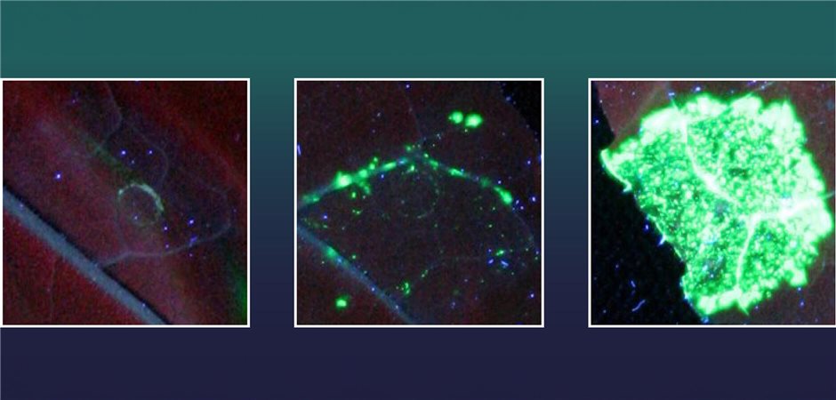 Genschere CRISPR/Cas bald noch breiter einsetzbar?