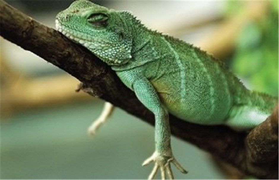 RKI warnt vor Salmonellen durch Reptilien im Haushalt
