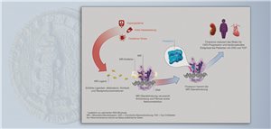 Kerendia – Schutz von Nieren und Herz bei chronischer Nierenerkrankung