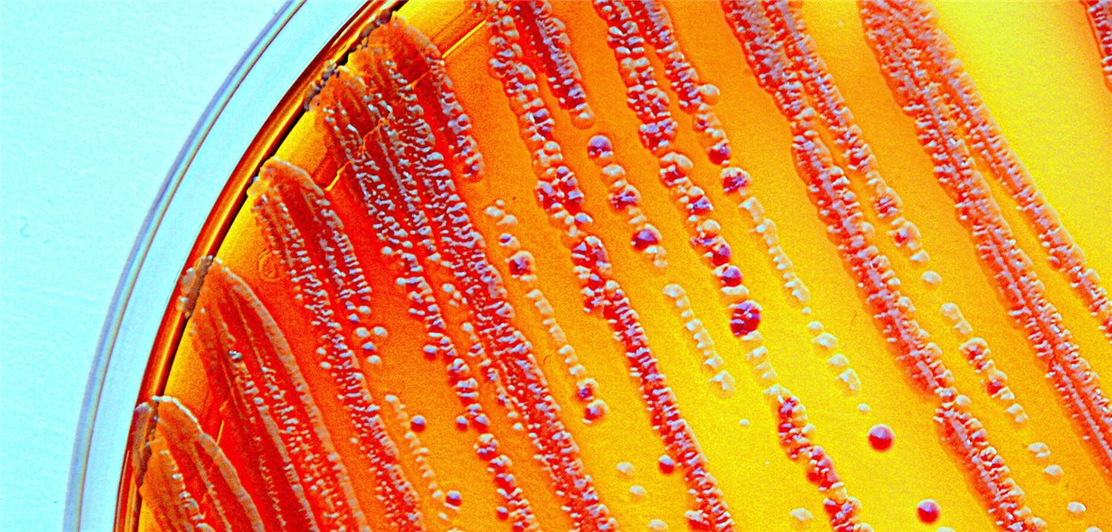 Neues Antibiotikum gegen multiresistente Bakterien entdeckt