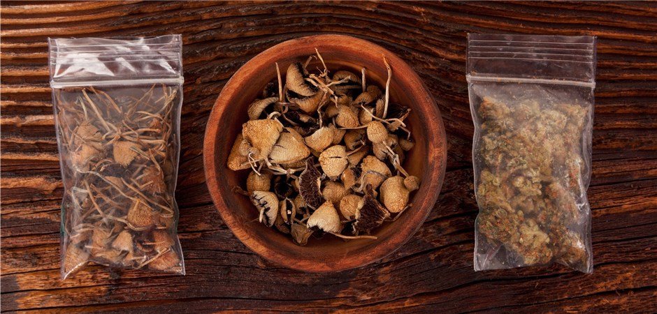 Forscher stürzen sich auf „Magic Mushrooms“