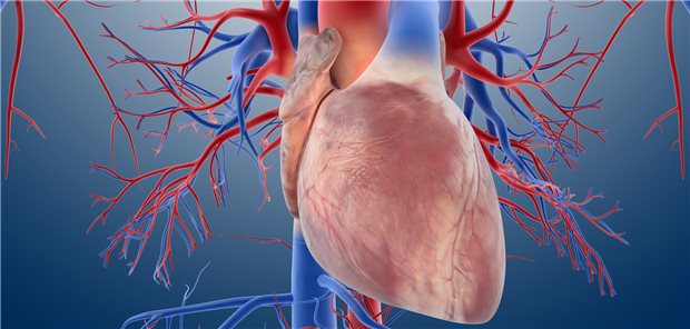 Koronare Herzkrankheit: Höhere Prävalenz im Osten?