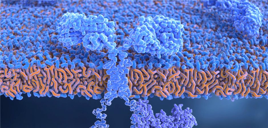 Neue CAR-T-Zellen punkten bei akuter lymphatischer Leukämie