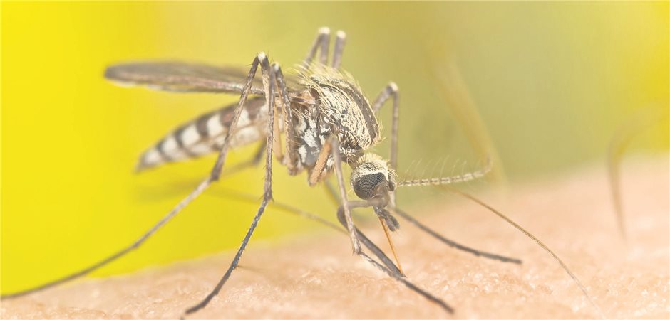 S1-Leitlinie zur Diagnostik und Therapie der Malaria veröffentlicht