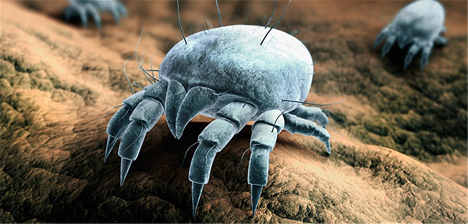 Wann erfrieren Milben?