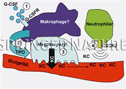 Granulopoese im Knochenmark: Live und in Farbe