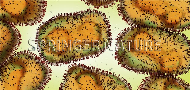 Verfügbare Virustatika offenbar wirksam gegen aktuelle Mpox-Viren