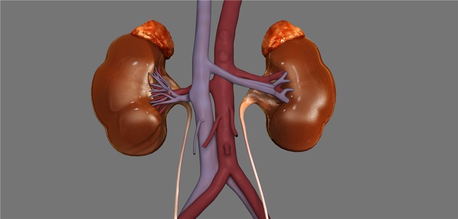 Lebensgefährliche Nebennierenschwäche: Oft unerkannt und zu spät behandelt