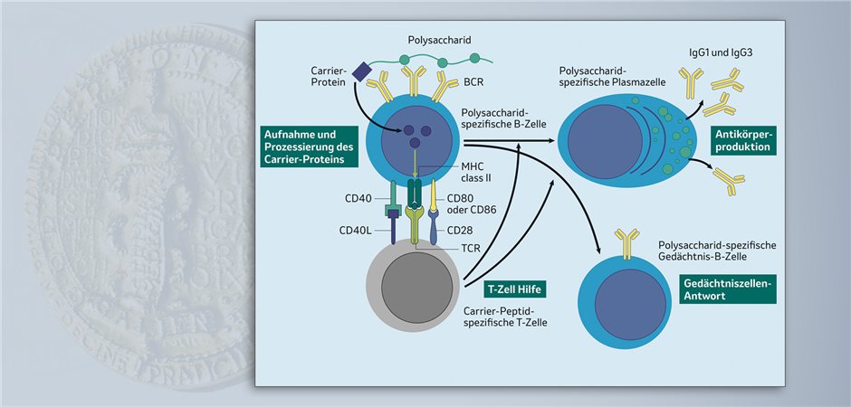Vaxneuvance – Konjugatimpfstoff verstärkt Immunantwort gegen Pneumokokken