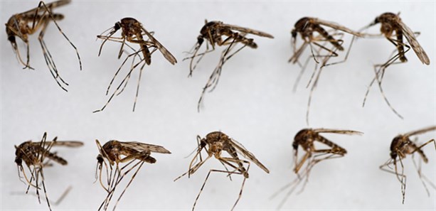 Mücken aus deutschen Landen