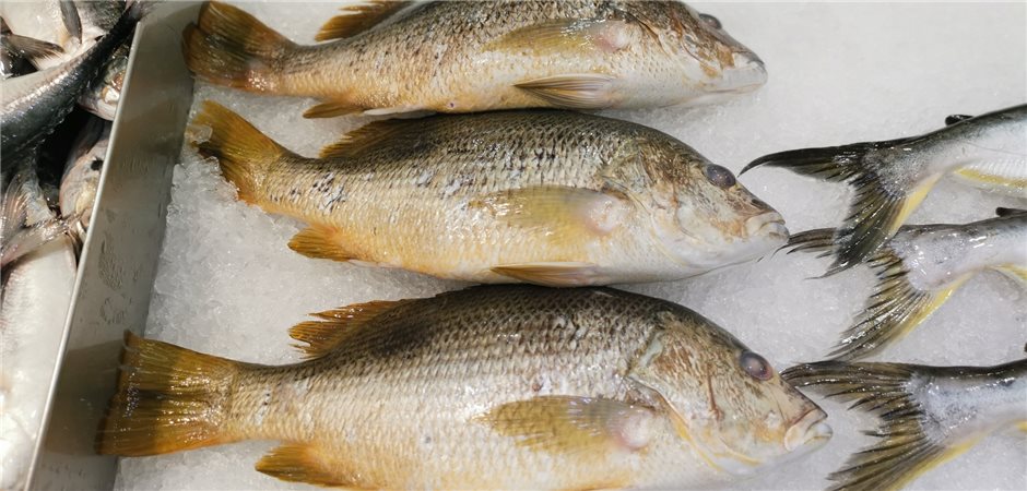 Hornhautersatz: Fischschuppen erhöhen den Durchblick